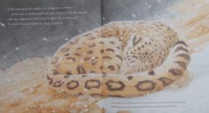 Snow Leopard: Grey Ghost of the Mountain / Who Am I? | Red Reading Hub ...