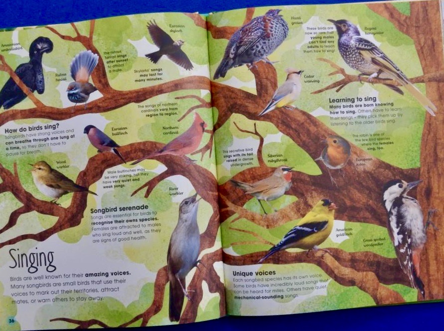 The Extraordinary World of Birds | Red Reading Hub – Jillrbennett's ...