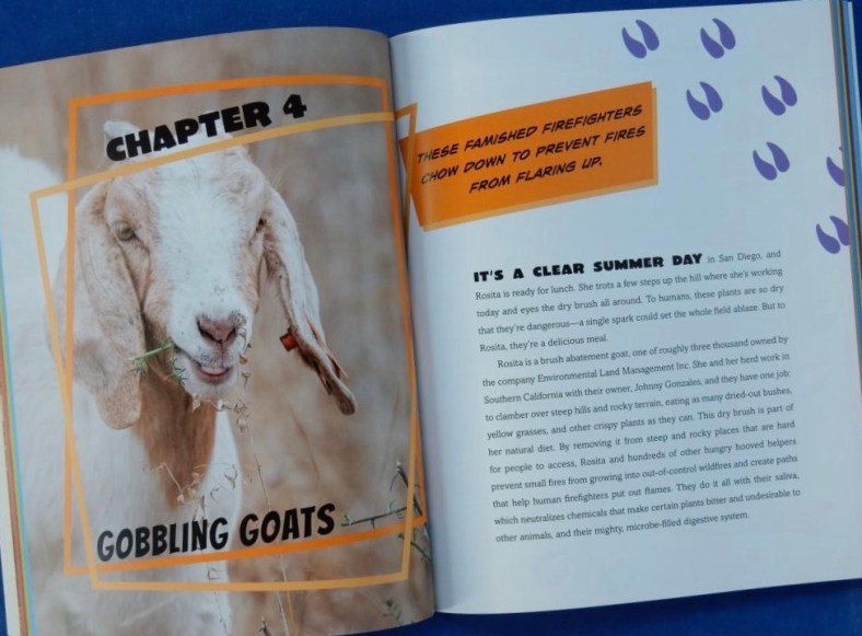 Detector Dogs, Dynamite Dolphins and More Animals with Super Sensory ...