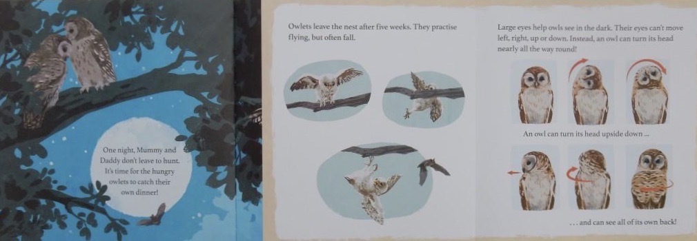 Baby Owl | Red Reading Hub – Jillrbennett's Reviews of Children's Books