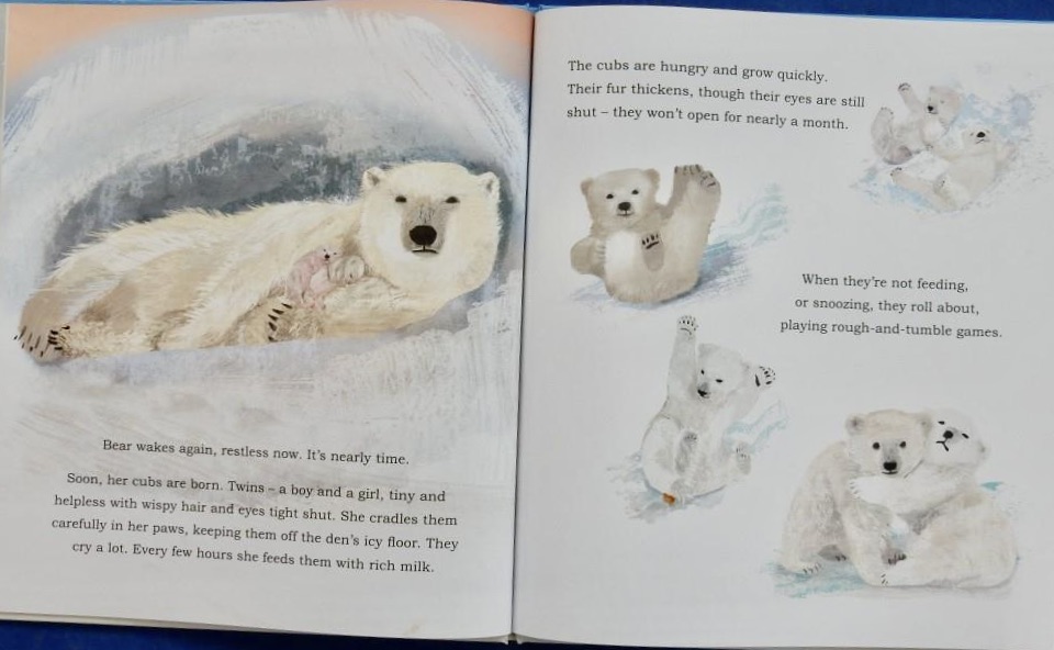 Ice Journey of the Polar Bear | Red Reading Hub – Jillrbennett's ...